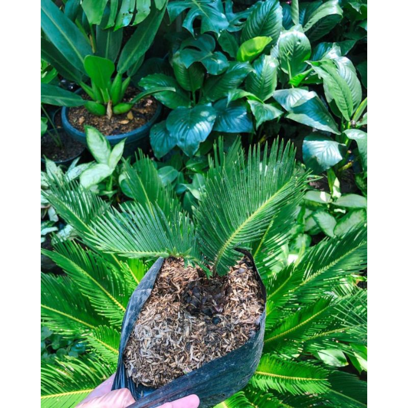 Jual Mawar Jambe Kecil/SIKAS KECIL | Shopee Indonesia