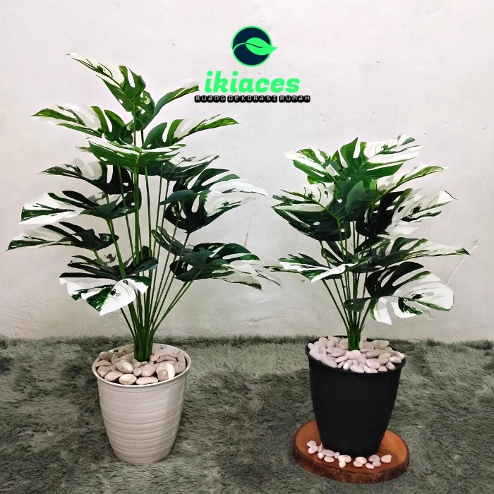 Jual Monstera Terlengkap & Harga Terbaru Februari 2023 | Shopee Indonesia