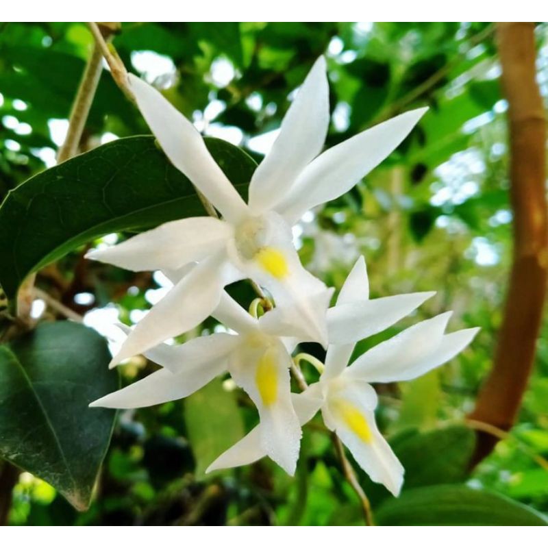 Jual Dendrobium Crumenatum atau Anggrek Merpati | Shopee Indonesia