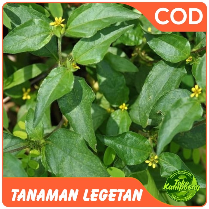 Jual Herbal daun legetan 500 gram segar / baru petik Indonesia|Shopee ...