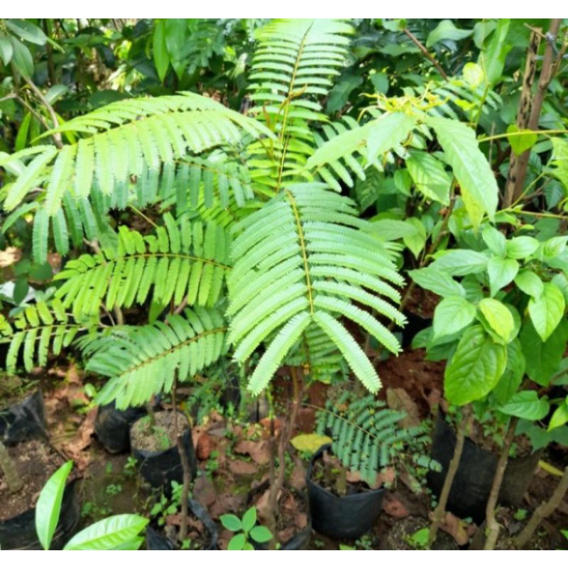 Jual pohon petai tinggi 1 meter / pohon petai jenis padi | Shopee Indonesia