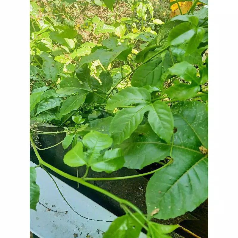 Jual daun markisa segar 500g | Shopee Indonesia