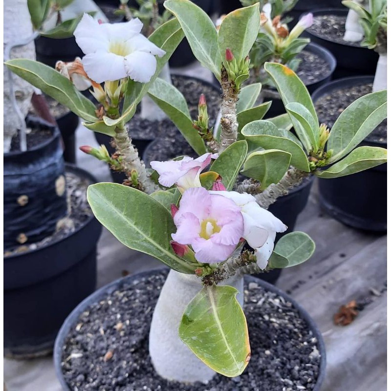 Jual bunga adenium tumpuk | Shopee Indonesia