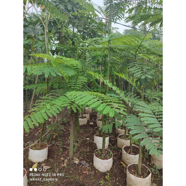 Jual tanaman solobium | Shopee Indonesia