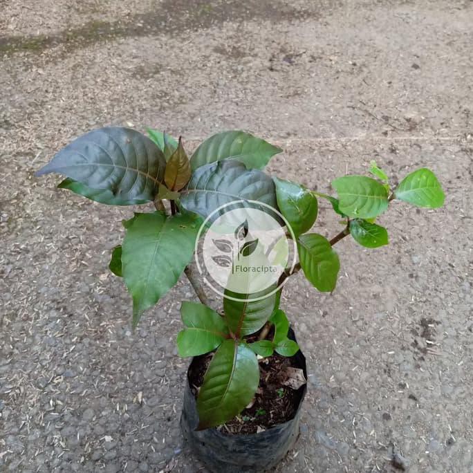 Jual BIBIT POHON HANDEULEUM DAUN UNGU/TANAMAN DAUN UNGU/DAUN WUNGU ...