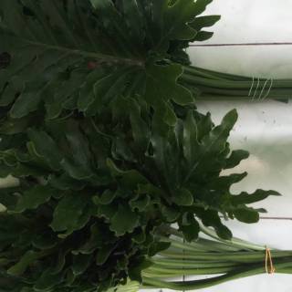 Jual Daun pillow dendron asli segar per 1 ikat (isi 10 daun) | Shopee ...
