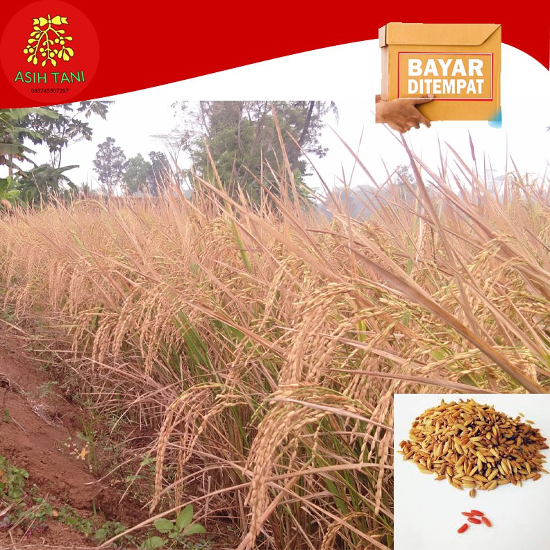 Jual Benih Padi Beras Merah | Shopee Indonesia