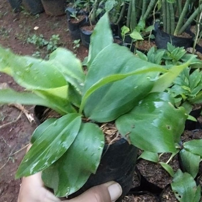 Jual Tanaman herbal toga kencur herbal pohon obat | Shopee Indonesia
