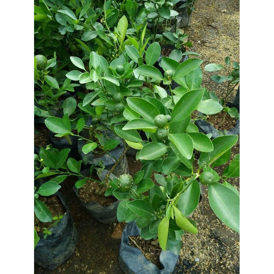 Jual Bibit Jeruk Limau Berbuah ! Bibit Jeruk Sambal Murah ! Indonesia ...