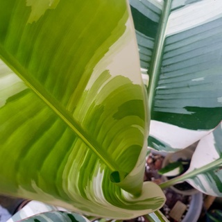 Jual Pisang Musa Florida Varigata (Banana Musae Florida Variegata ...