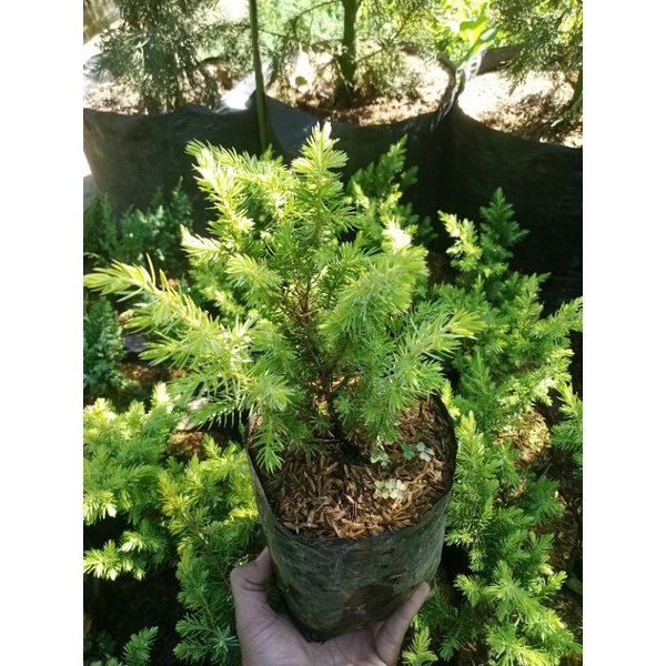 Jual tanaman hias cemara buaya golden / pohon cemara buaya kuning ...