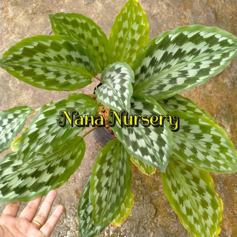 Jual bunga kalatea merak/calathea merak/chalatea merak Indonesia|Shopee ...