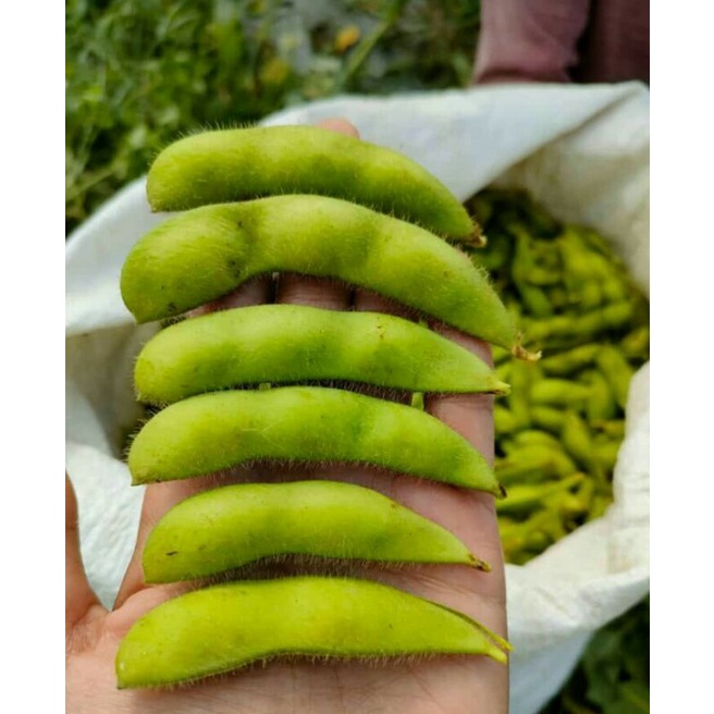 Jual EDAMAME FRESH JEMBER | Shopee Indonesia