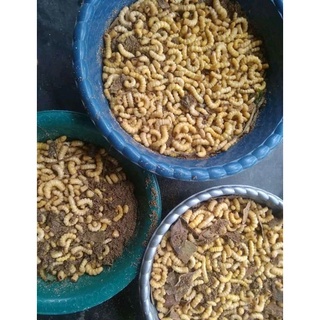 Jual uter ulat kayu per 50 biji hidup | Shopee Indonesia
