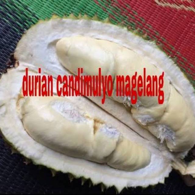 Jual BIBIT DURIAN CANDIMULYO SUPER | Shopee Indonesia