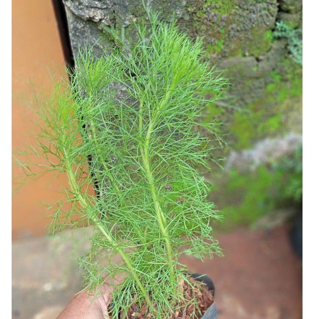 Jual tanaman hias Cemara laut - Cemara | Shopee Indonesia