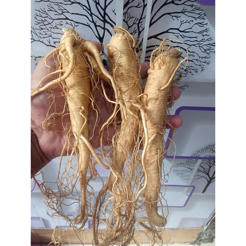 Jual Ginseng Merah korea Perbatang (COD) Indonesia|Shopee Indonesia