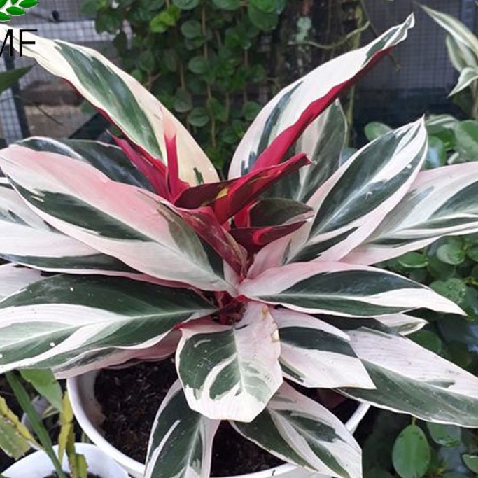 Jual Beli 2 Gratis 1 Tanaman Hias Bunga Calathea Multicolor / Chalatea ...