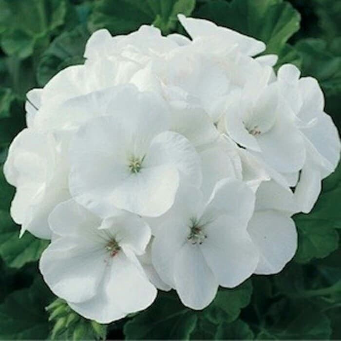 Jual tanaman gantung geranium putih / white pelargonium | Shopee Indonesia