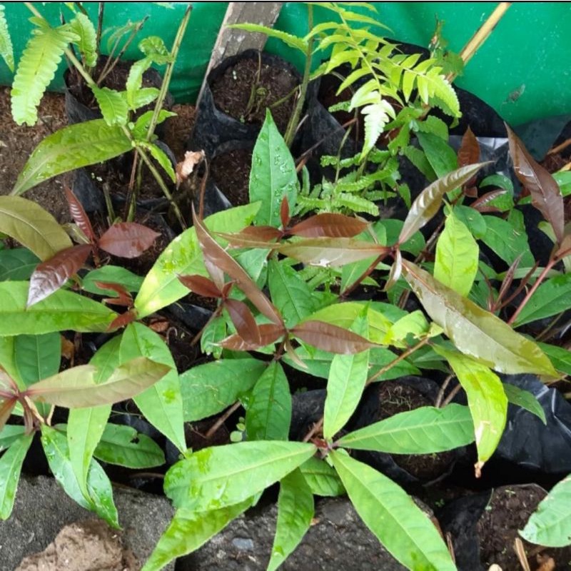 Jual bibit tanaman/lalapan penggung/putat/sayuran/bumbu dapur | Shopee ...