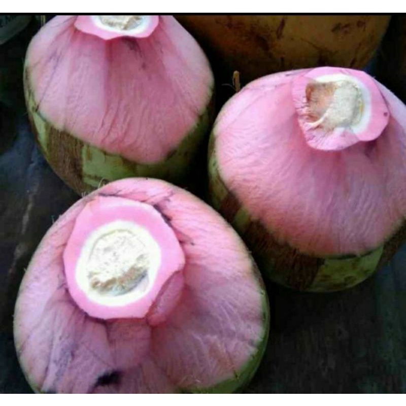 Jual buah kelapa hijau muda segar buah obat kelapa merah | Shopee Indonesia