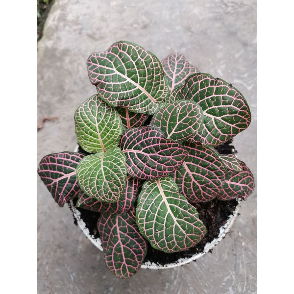 Jual tanaman hias fitonia mutiara ping | Shopee Indonesia