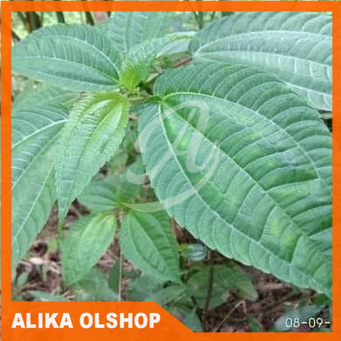 Jual harga promo GROSIR pohpohan bibit benih stek cutting batang pohon ...