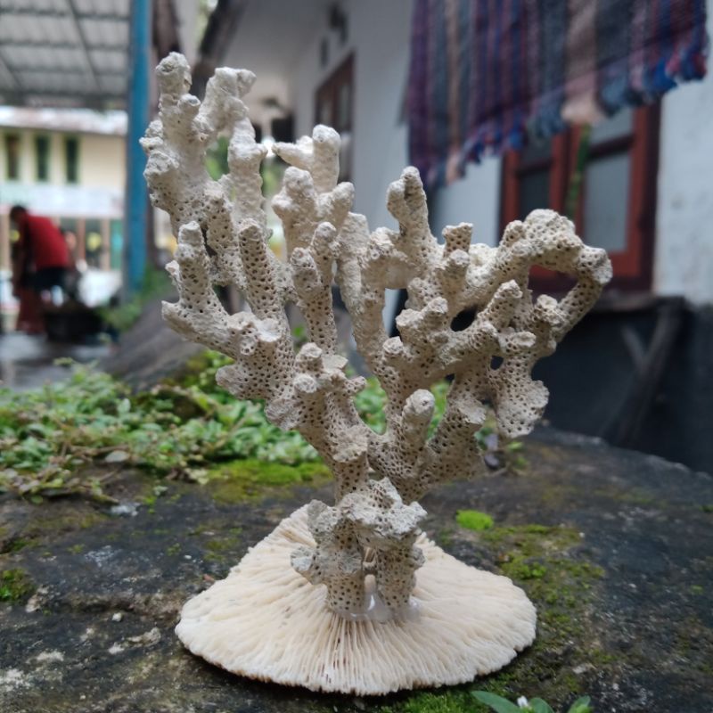 Jual batu karang rangkai aquarium bentuk istimewah // rangkai batu karang // batu trumbu karang ...