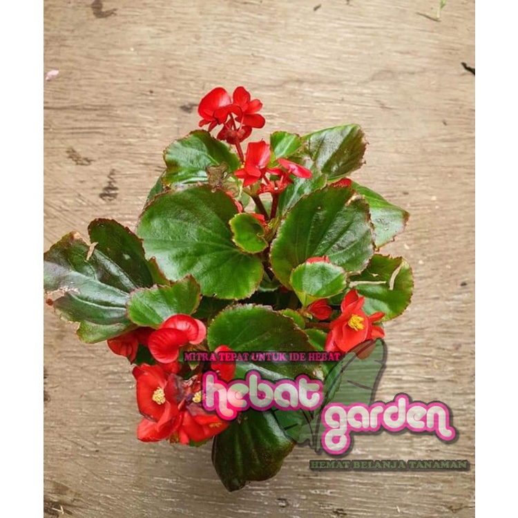 Jual Begonia Bunga Merah -Tanaman Yang Digunakan Di Taman Begonia ...