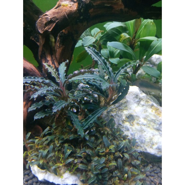Jual Bucephalandra Red Catherine (Tanaman Aquascape) | Shopee Indonesia