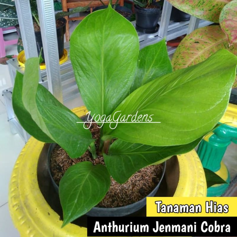 Jual anthurium jemani cobra - tanaman hias anthurium jemani cobra - anthurium jemani kobra ...
