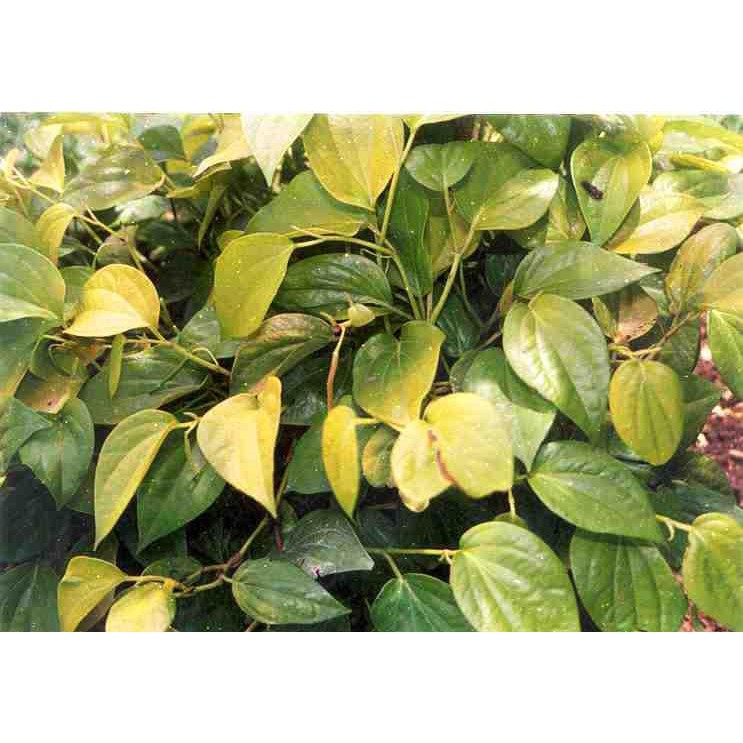 Jual Tanaman Sirih Kuning | Shopee Indonesia