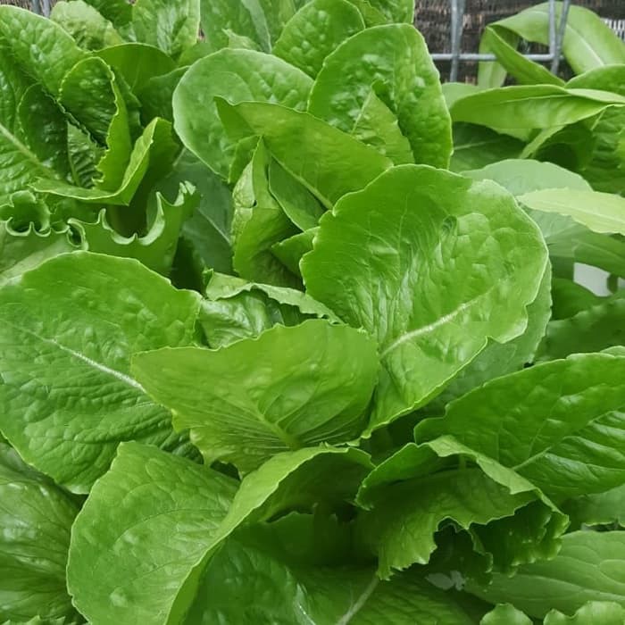 Jual 100 Biji Benih Sayuran Bibit Selada Green Romain cocok Untuk berkebun media hidroponik dan ...