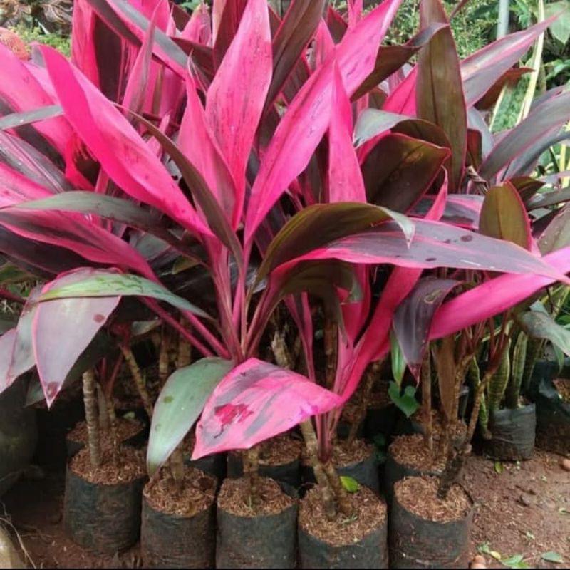 Jual pohon andong merah | Shopee Indonesia