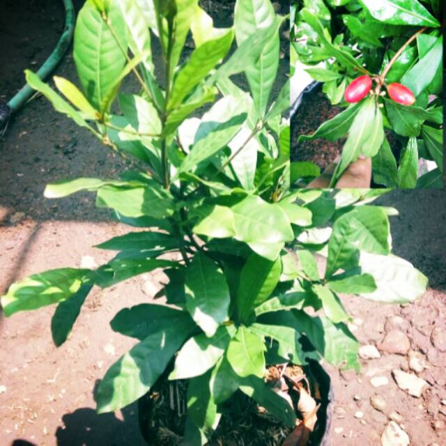 Jual Miracle Fruit(Buah Ajaib) | Shopee Indonesia