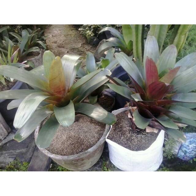 Jual Bromelia Giant/ Bromeliad Besar / ALCANTAREA IMPERIALIS RUBRA ...