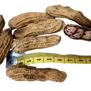 Jual Kacang Sangrai Kulit Ari Batik Khas Manado 400 Gram | Shopee Indonesia