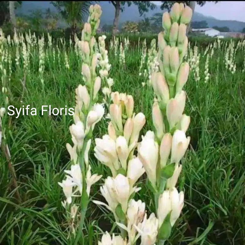 Jual pohon bunga sedap malam | Shopee Indonesia
