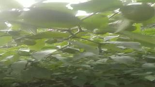 Jual cabai bendot cabe gendot bandung segar 250gr ekstra pedas | Shopee ...