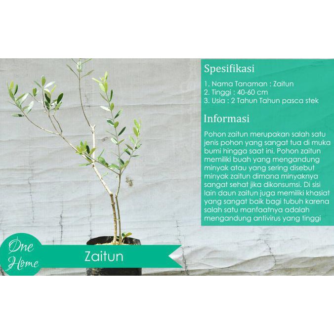 Jual Produk Ready Pohon Zaitun (Olive Tree) | Shopee Indonesia