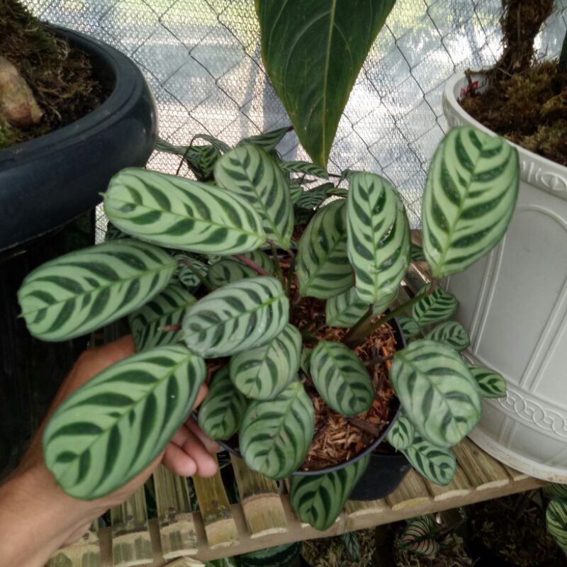 Jual Tanaman Hias Calathea Stromata - Maranti Spat | Shopee Indonesia