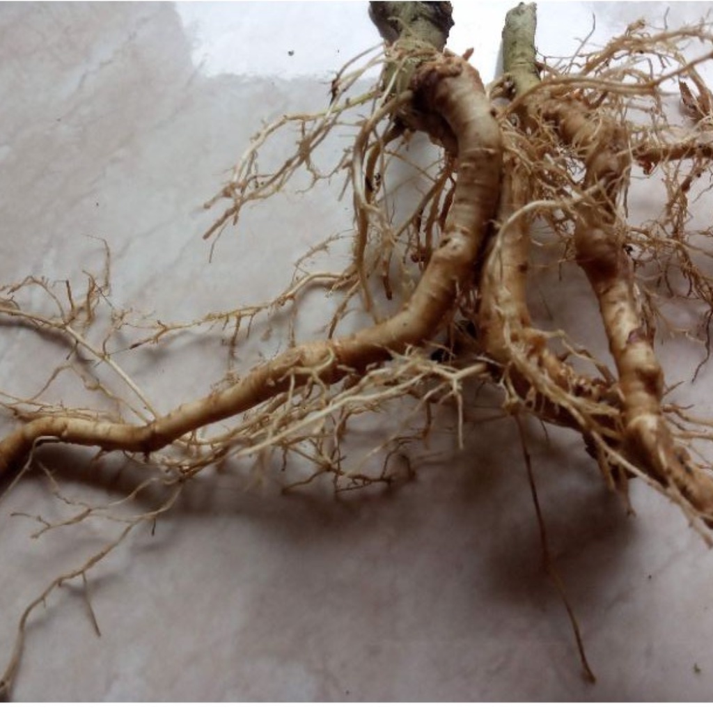 Jual Akar Takokak Segar 500 gram Basah Solanum torvum terung pipit ...