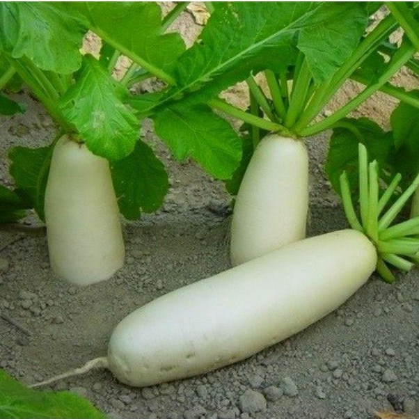 Jual 25 Biji - Benih Lobak Putih GREENBOW - Bibit Sayur Sayuran Umbi ...