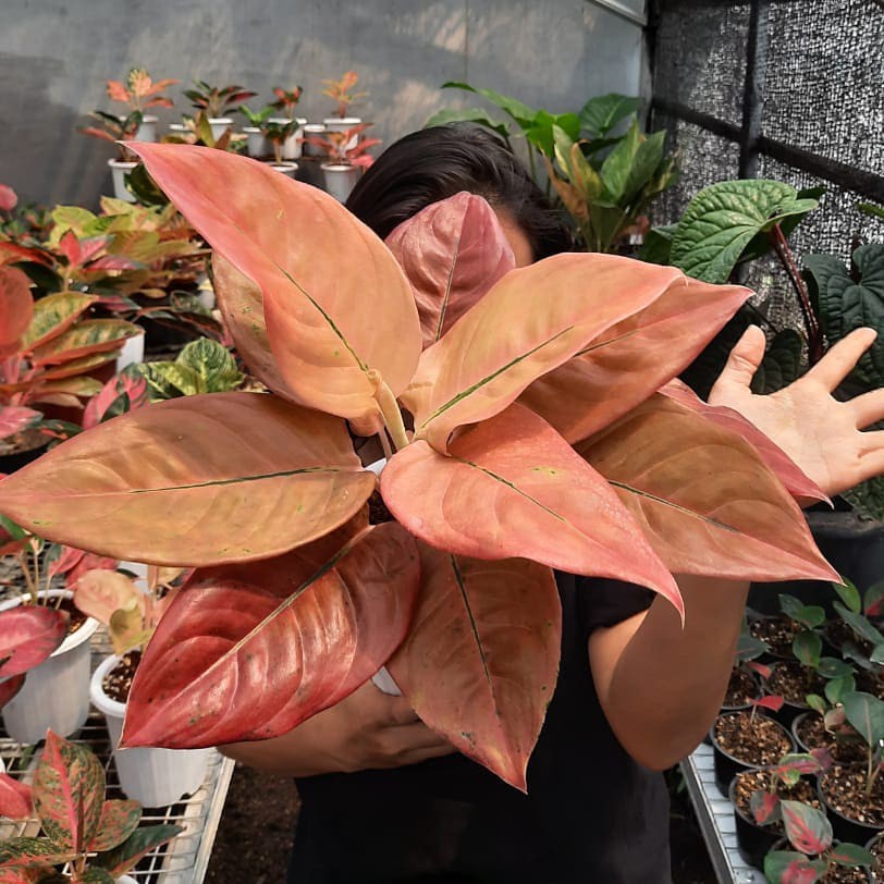 Jual Bonggol aglonema nezkia | Shopee Indonesia Jual Bonggol aglonema nezkia | Shopee Indonesia