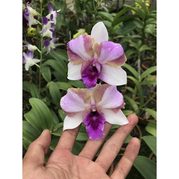 Jual dendrobium nopporn bunga besar warna cetar bunga tebal | Shopee ...
