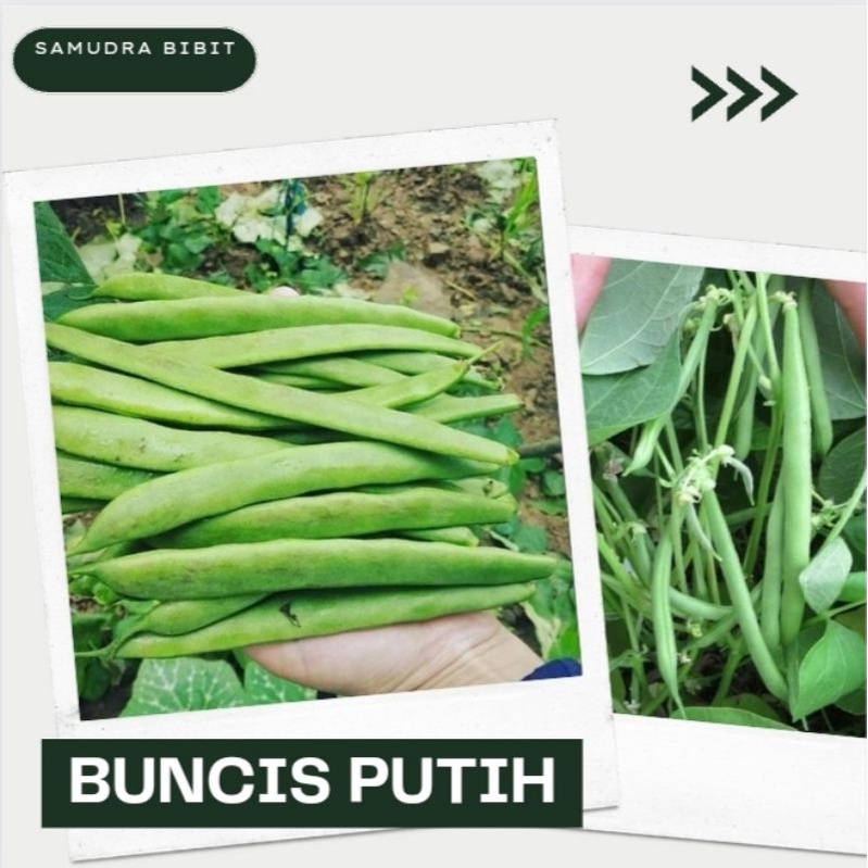 Jual Benih Sayuran Buncis Putih Bibit Sayur Cap Panah Merah | Shopee ...
