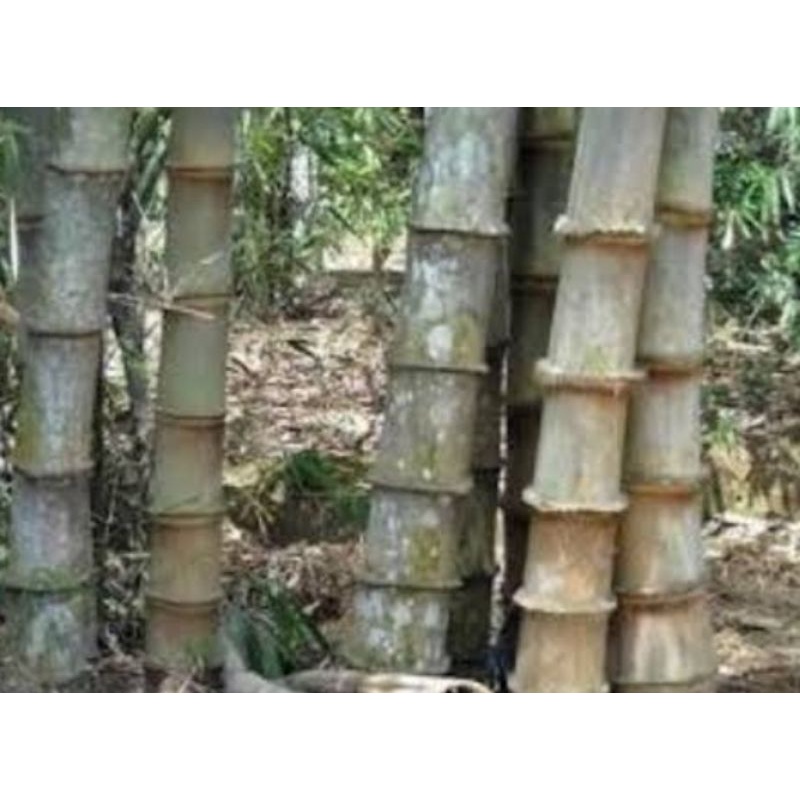 Jual bambu betung/bambu Petung/ bambu bitung 100 cm | Shopee Indonesia