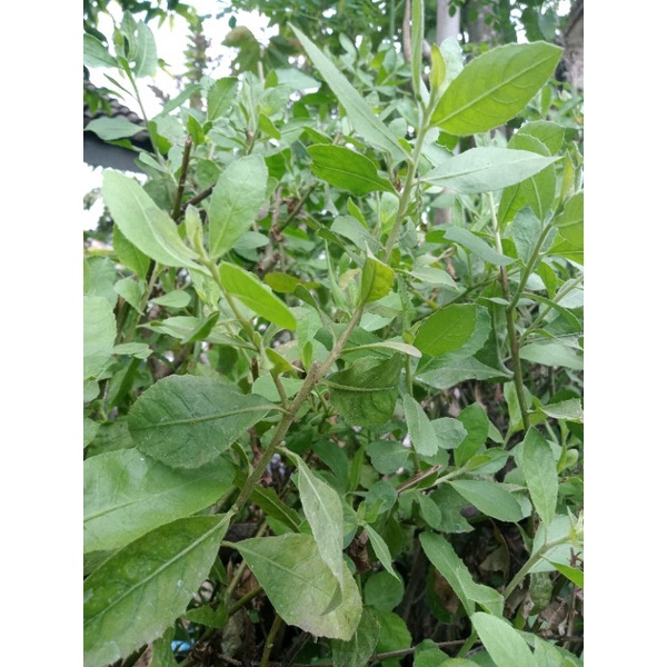Jual Daun tanaman Beluntas Daun luntas Segar | Shopee Indonesia