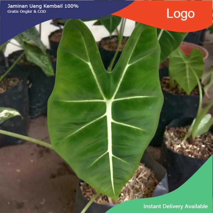 Jual bibit tanaman hias keladi neon - alocasia serenity glow - caladium ...