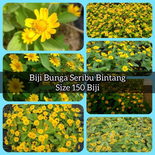 Jual Benih Bunga Seribu Bintang (isi 150 pcs) Indonesia|Shopee Indonesia